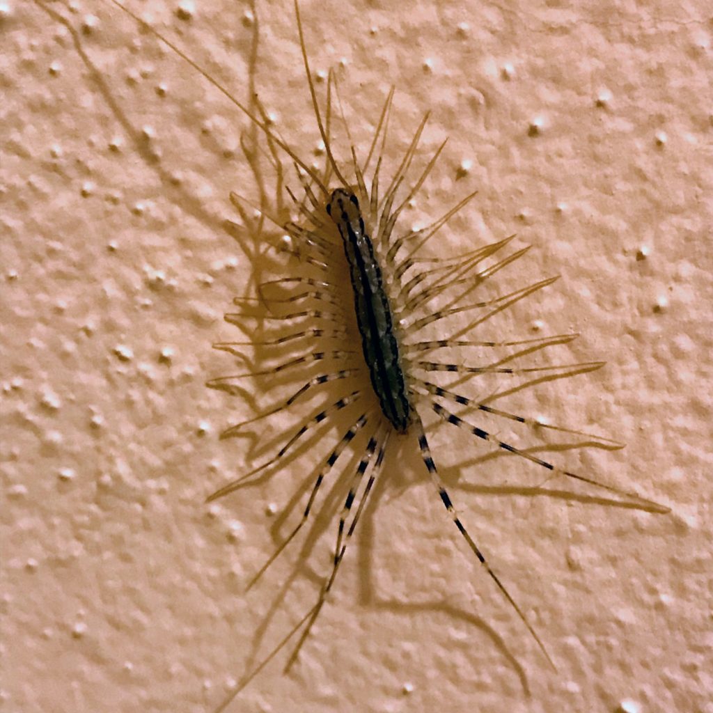 Cienpies doméstico - Los bichos de Diego